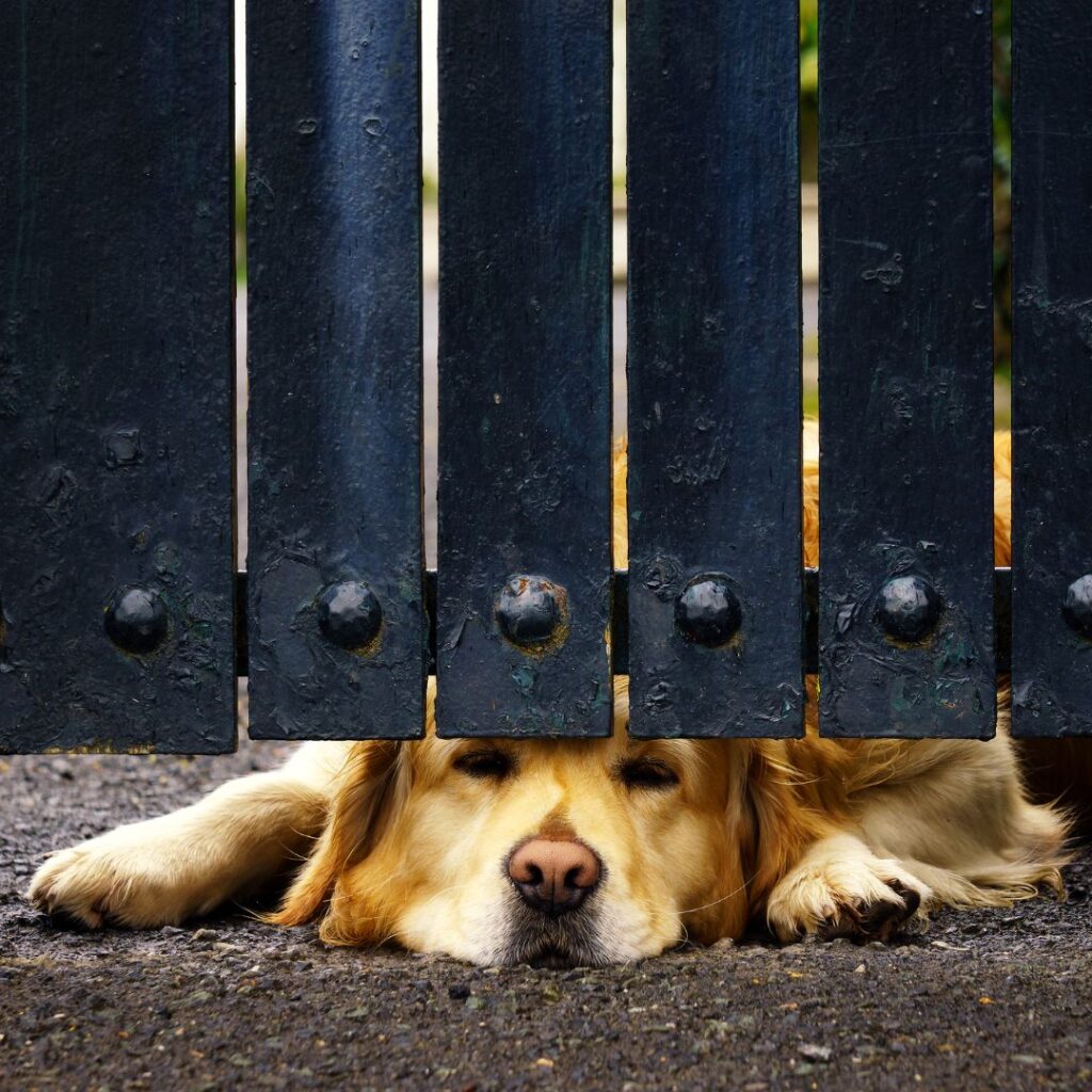 Keeping The Dog In - Duncombe Sawmill